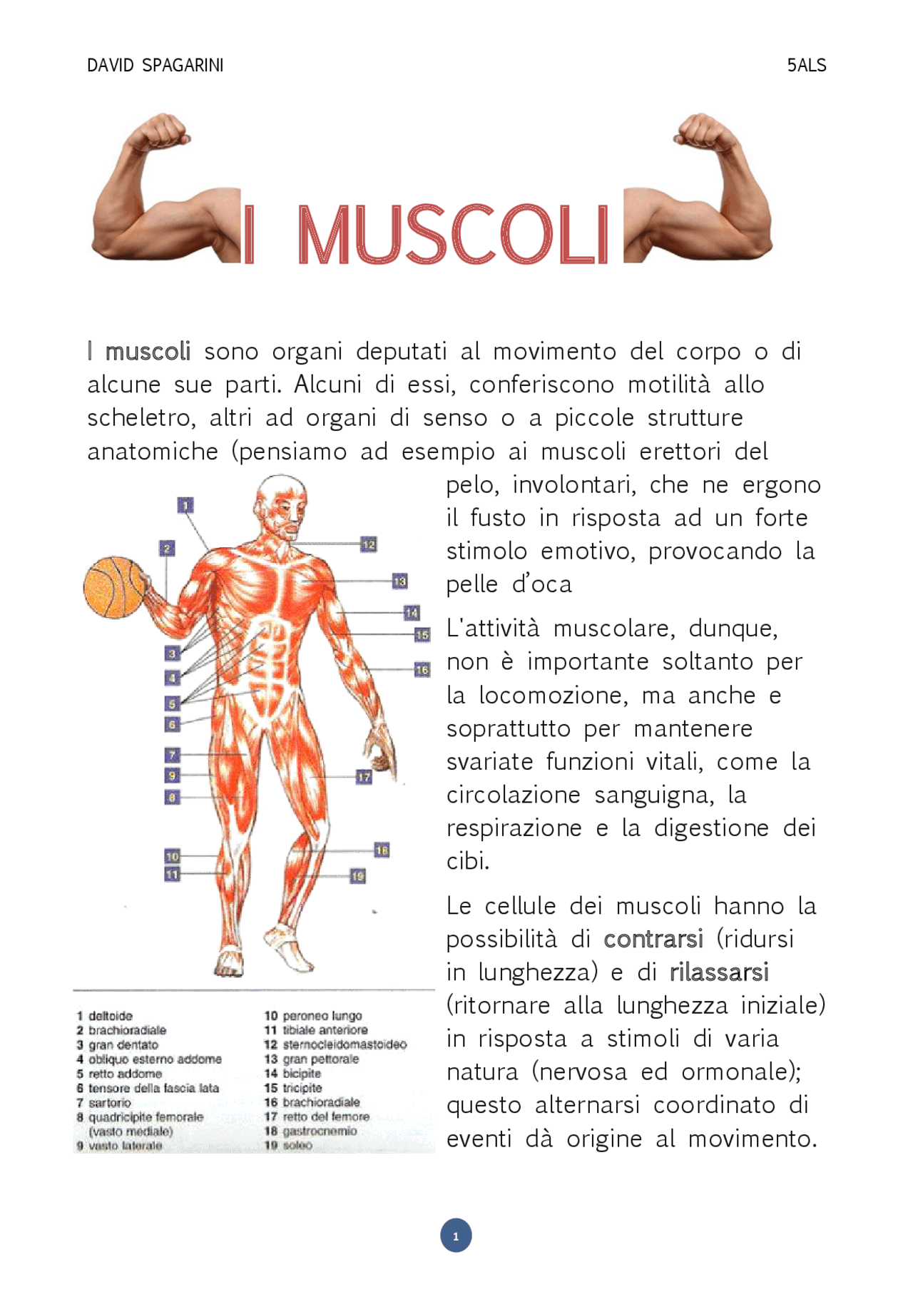 I muscoli e gli addominali - Docsity