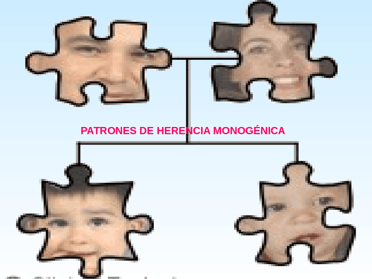 Herencia Monogenicos - Docsity