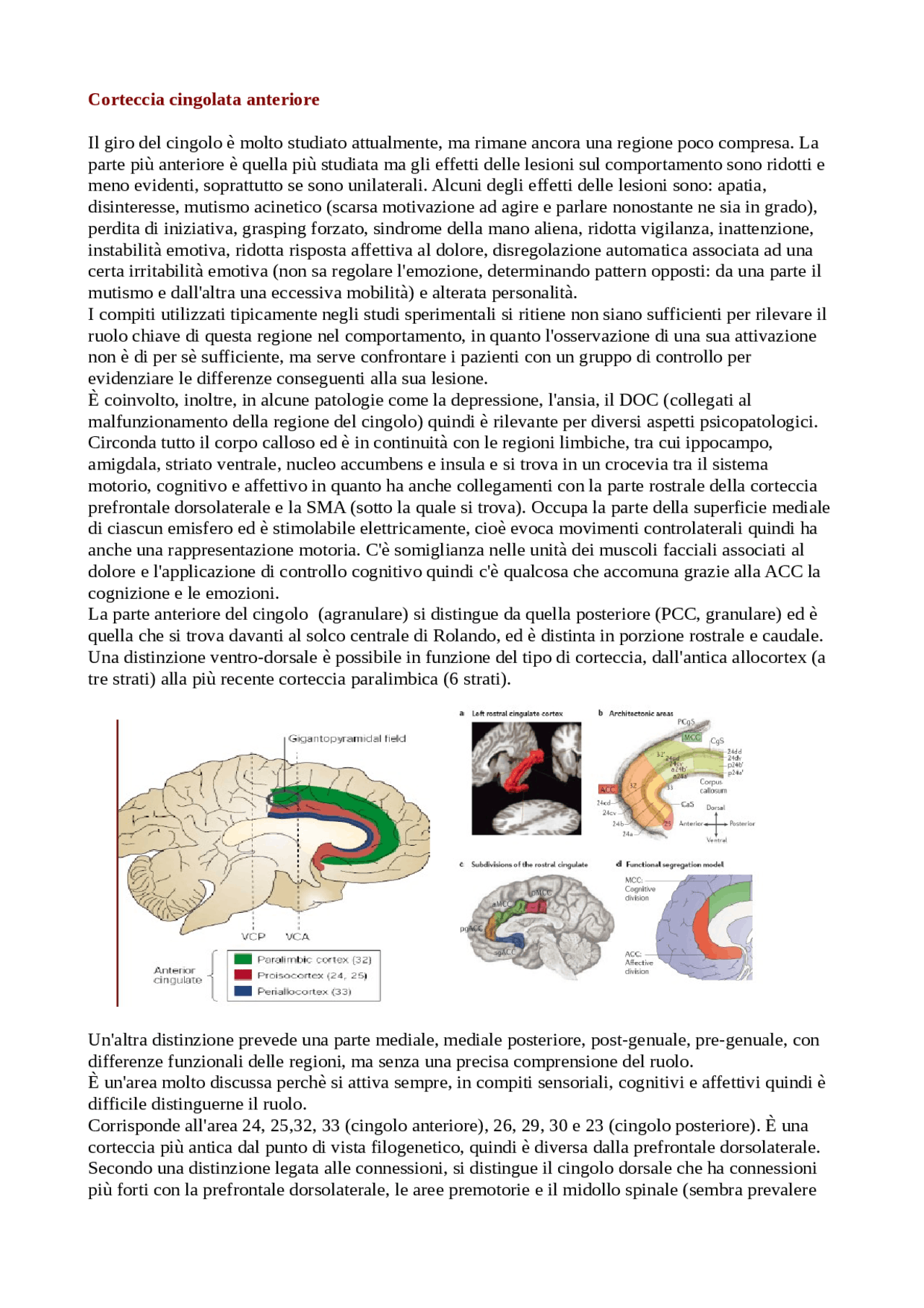 Acc Appunti E Slide Completi Per Lesame Di Neuroscienze Cognitive