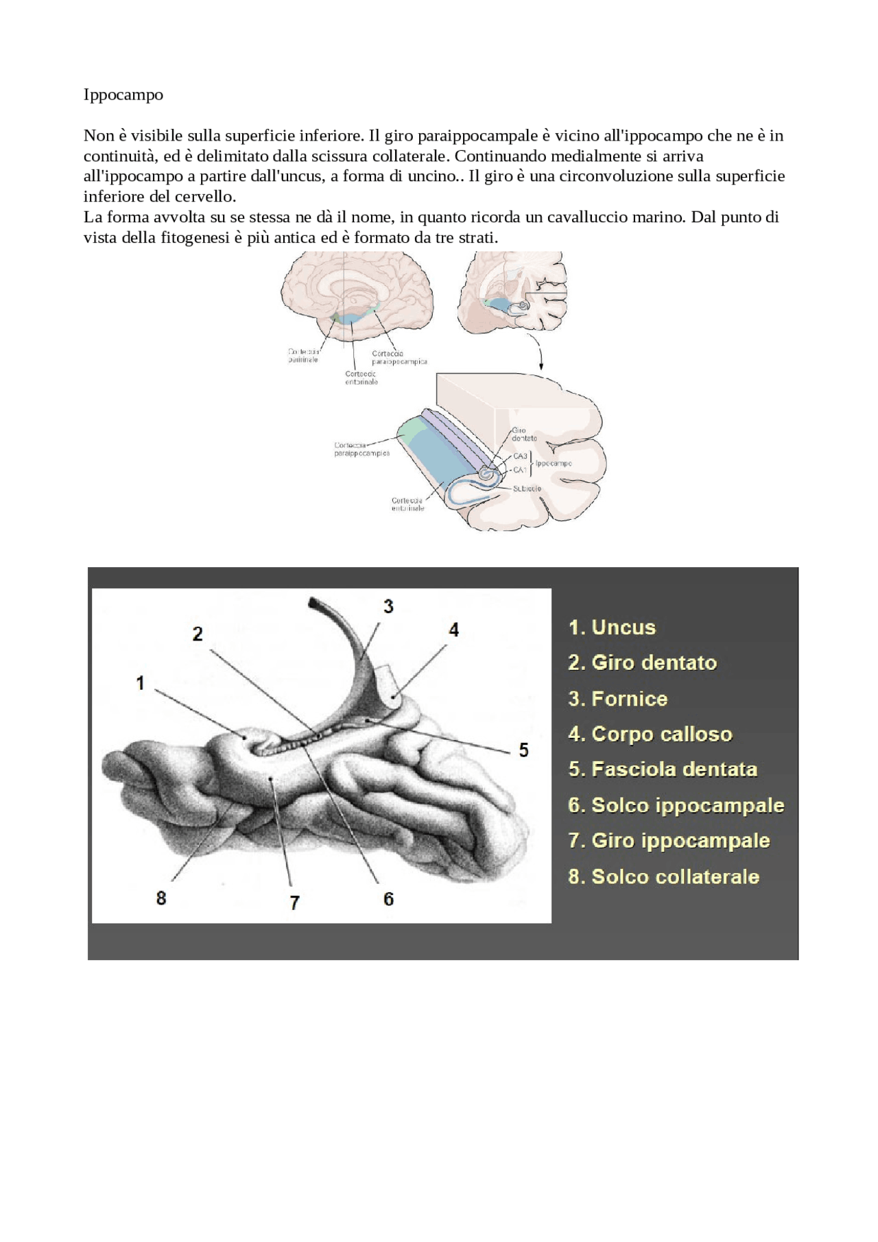 Elementi di neuroanatomia - l'ippocampo - Docsity