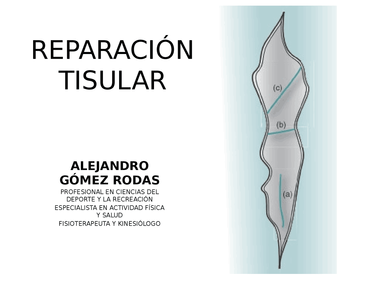 Características de la Reparación tisular - Docsity
