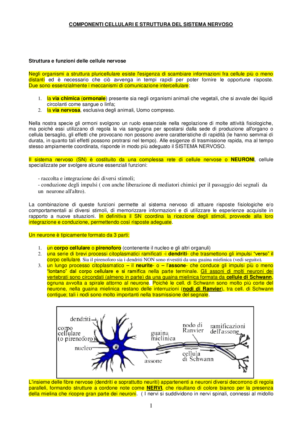 Sistema Nervoso Appunti Notes De Biologie Docsity