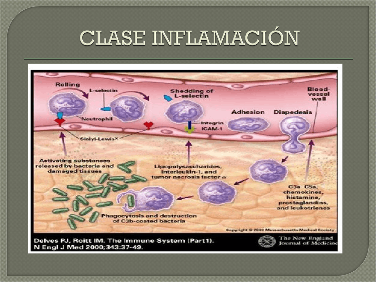 Inflamación y mediadores químicos | Guías, Proyectos, Investigaciones ...