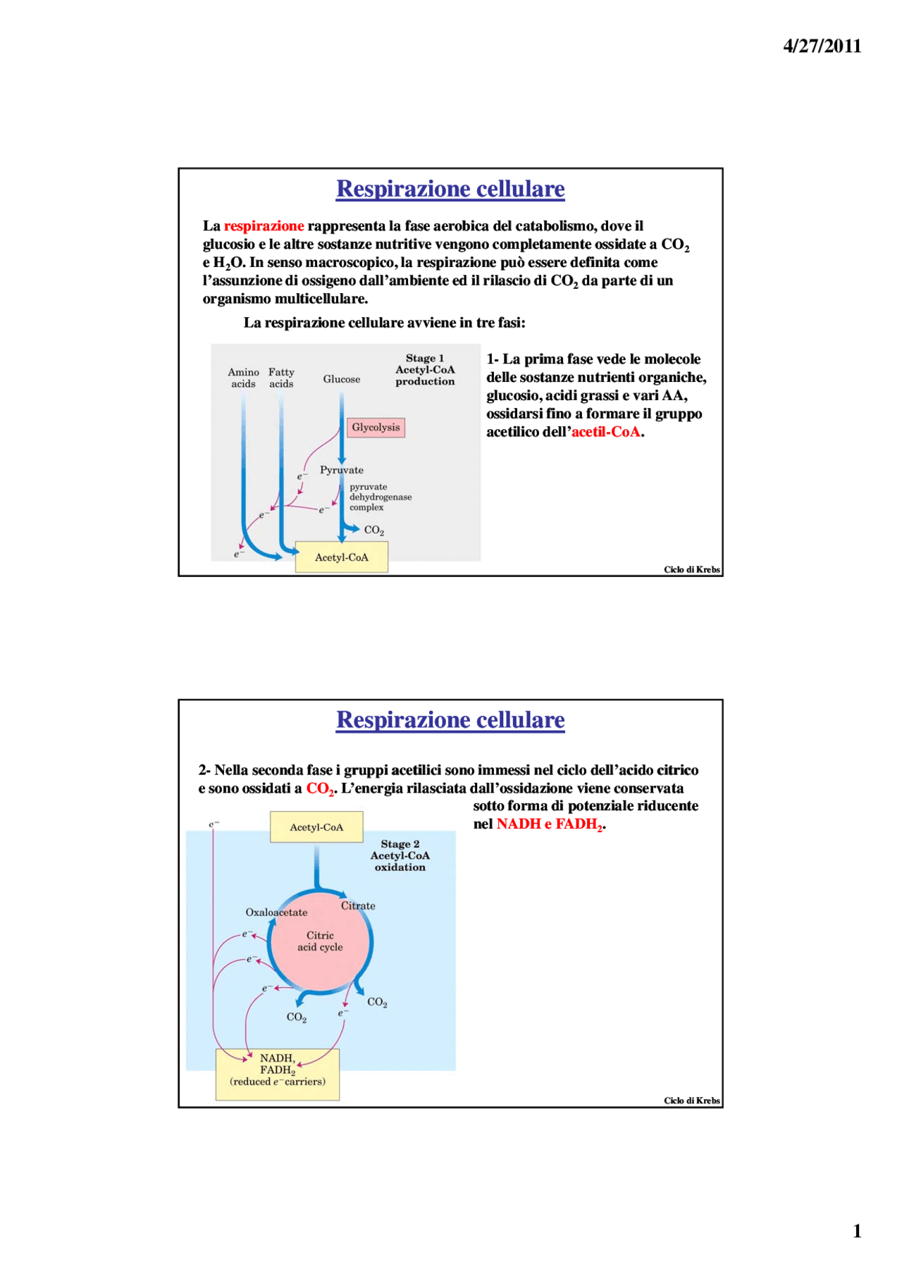 Biochimica Slides Lezioni Prof Bini Slide Di Biochimica Docsity