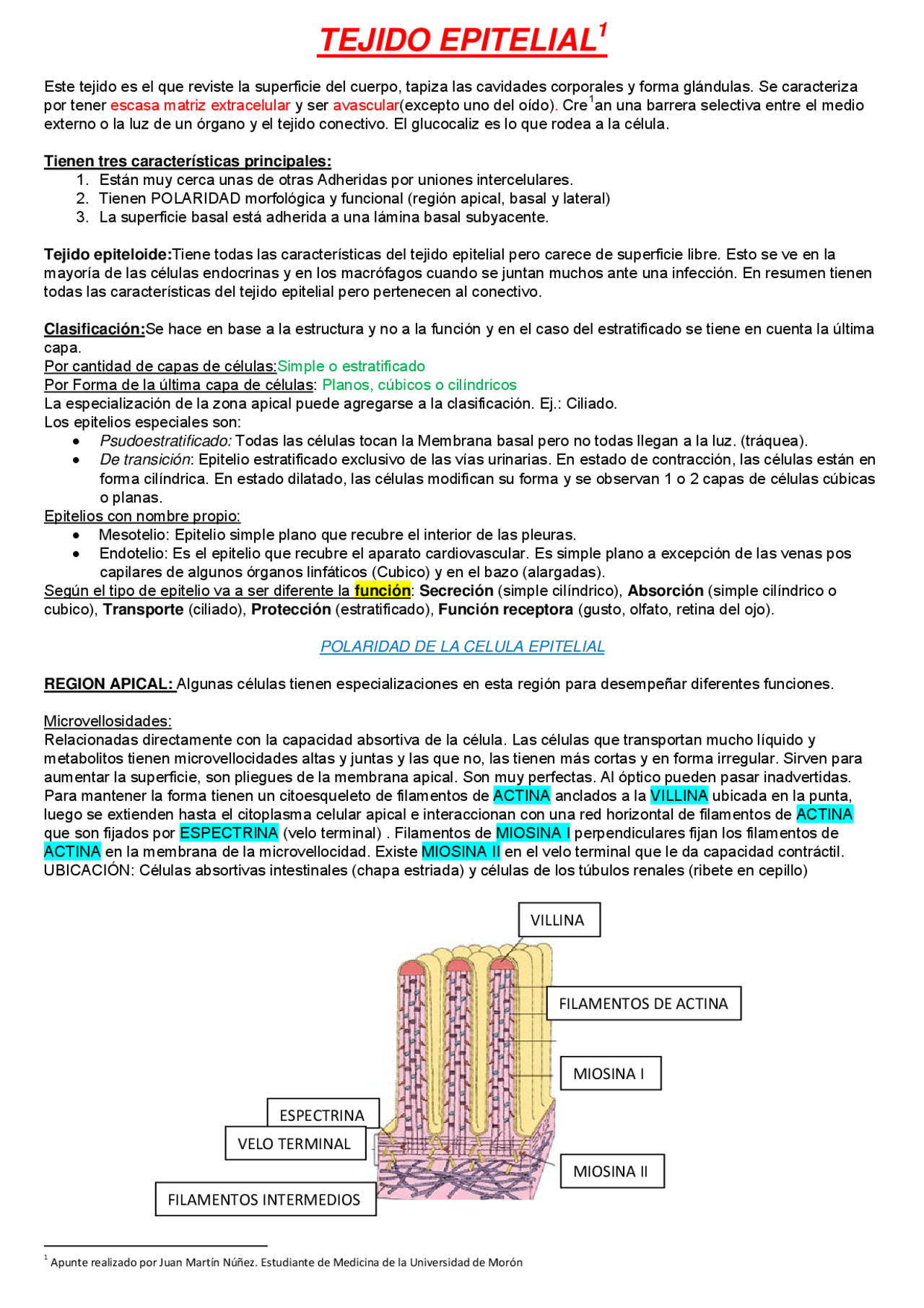 Resumen Tejido Epitelial Apuntes De Histología Docsity