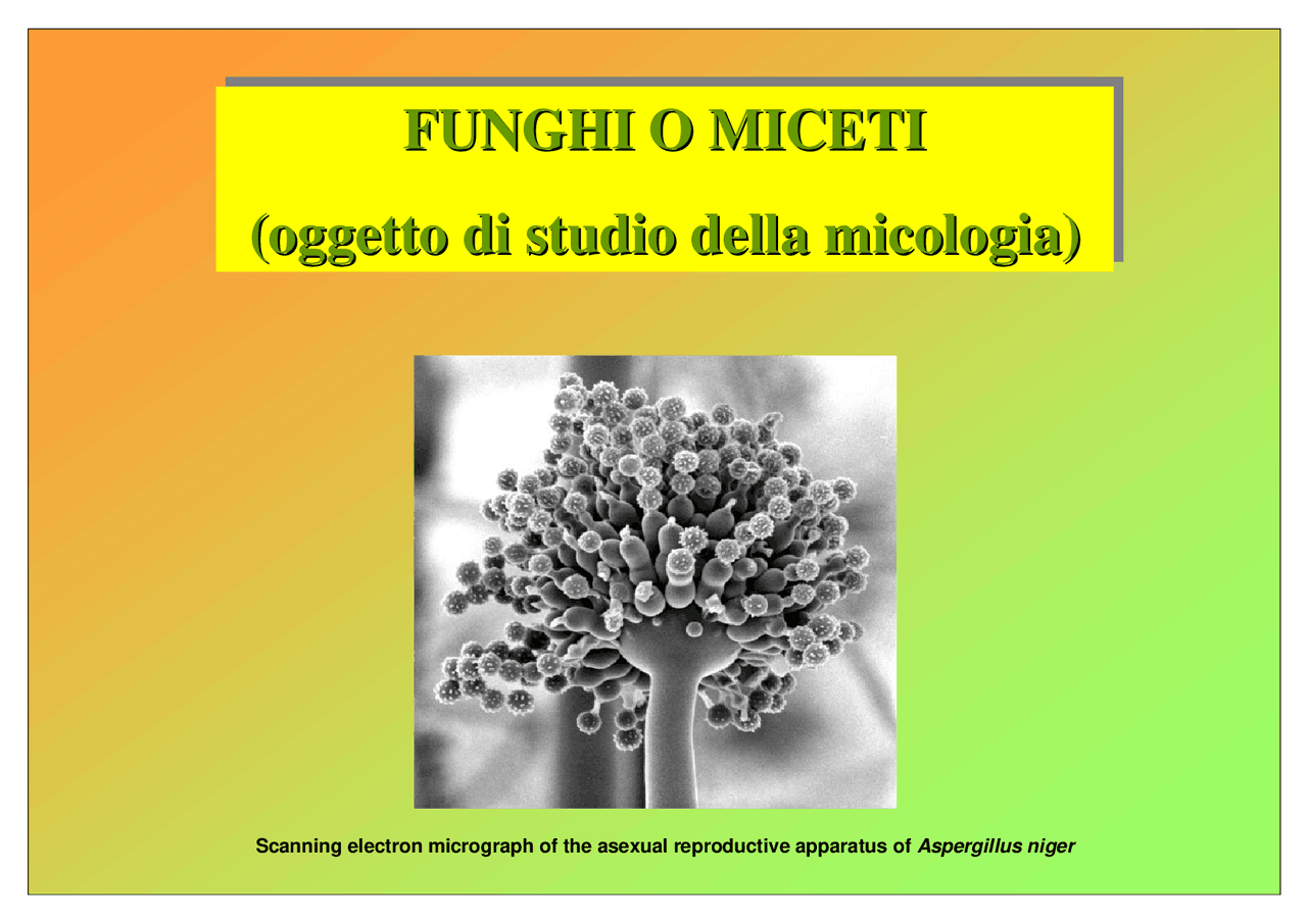 Funghi Miceti Slides Docsity
