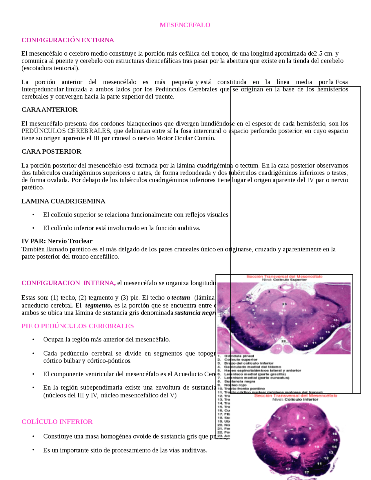 Mesencéfalo Neuroanatomia Apuntes De Neuroanatomía Docsity
