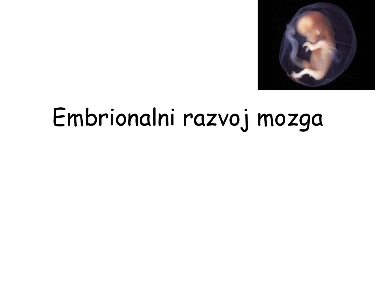 Embrionalni razvoj mozga | Slajdovi' predlog Neurobiologija - Docsity