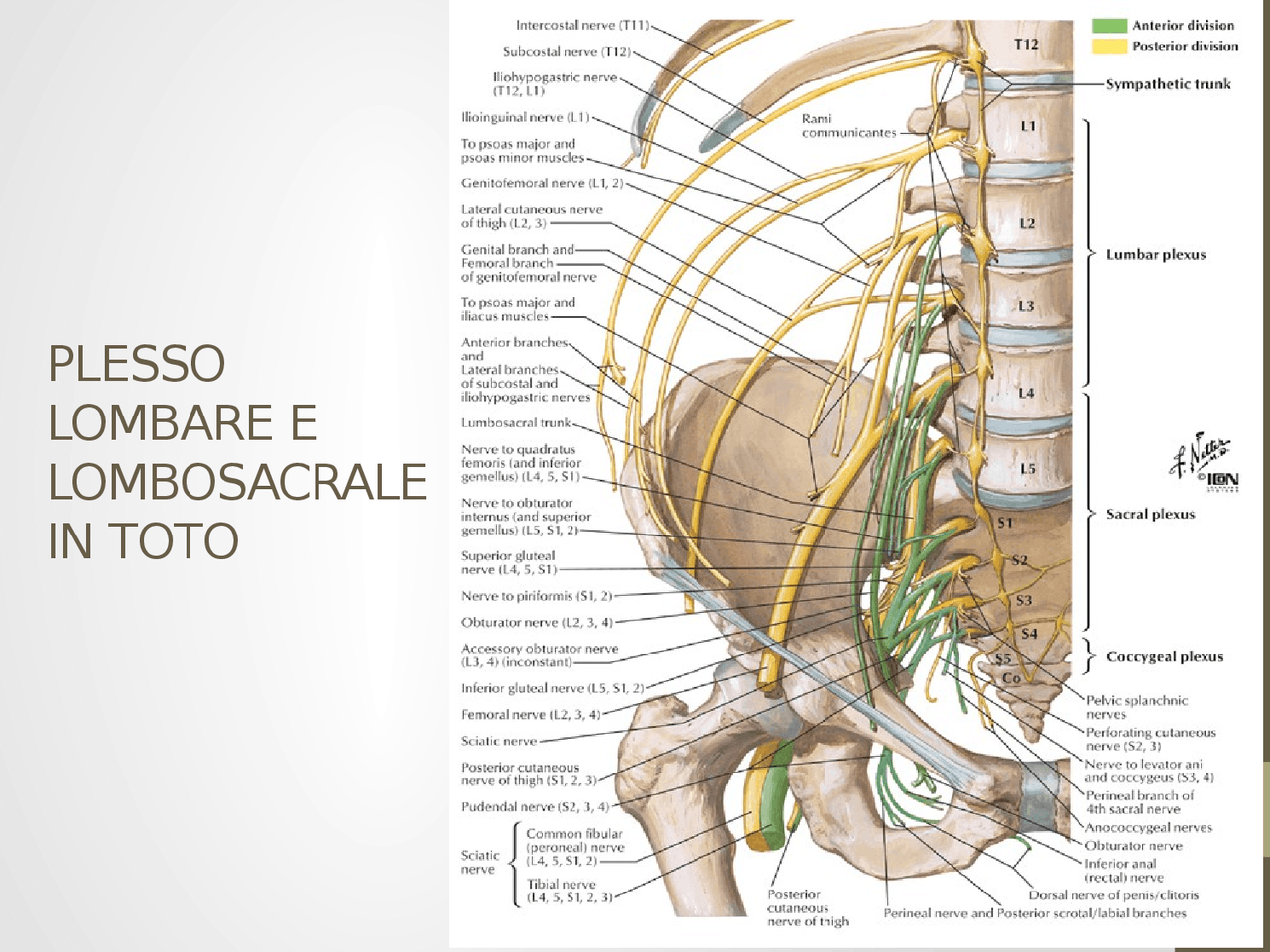 DESCRIZIONE PLESSO LOMBARE - Docsity