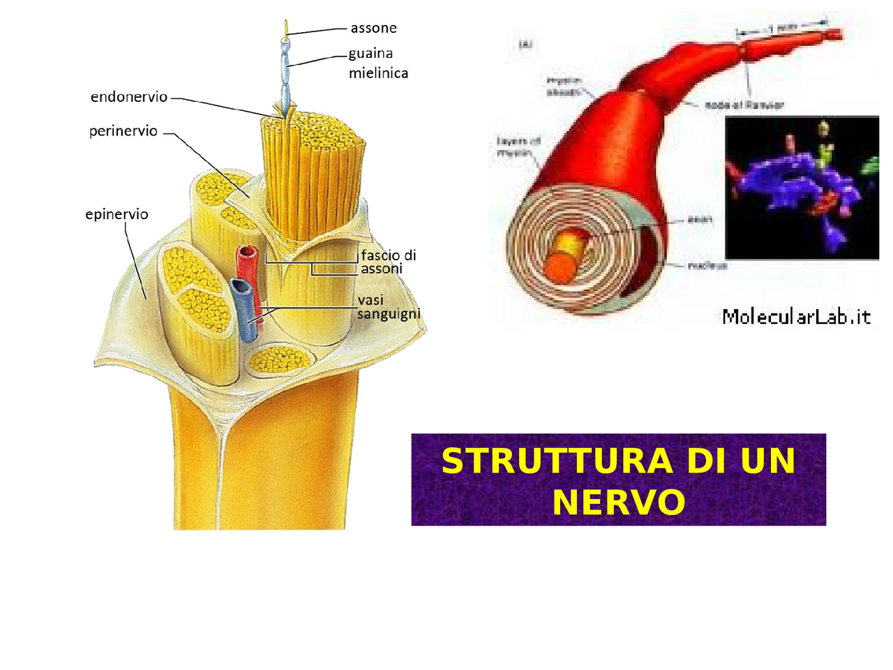 PLESSO CERVICALE E BRACHIALE - Docsity