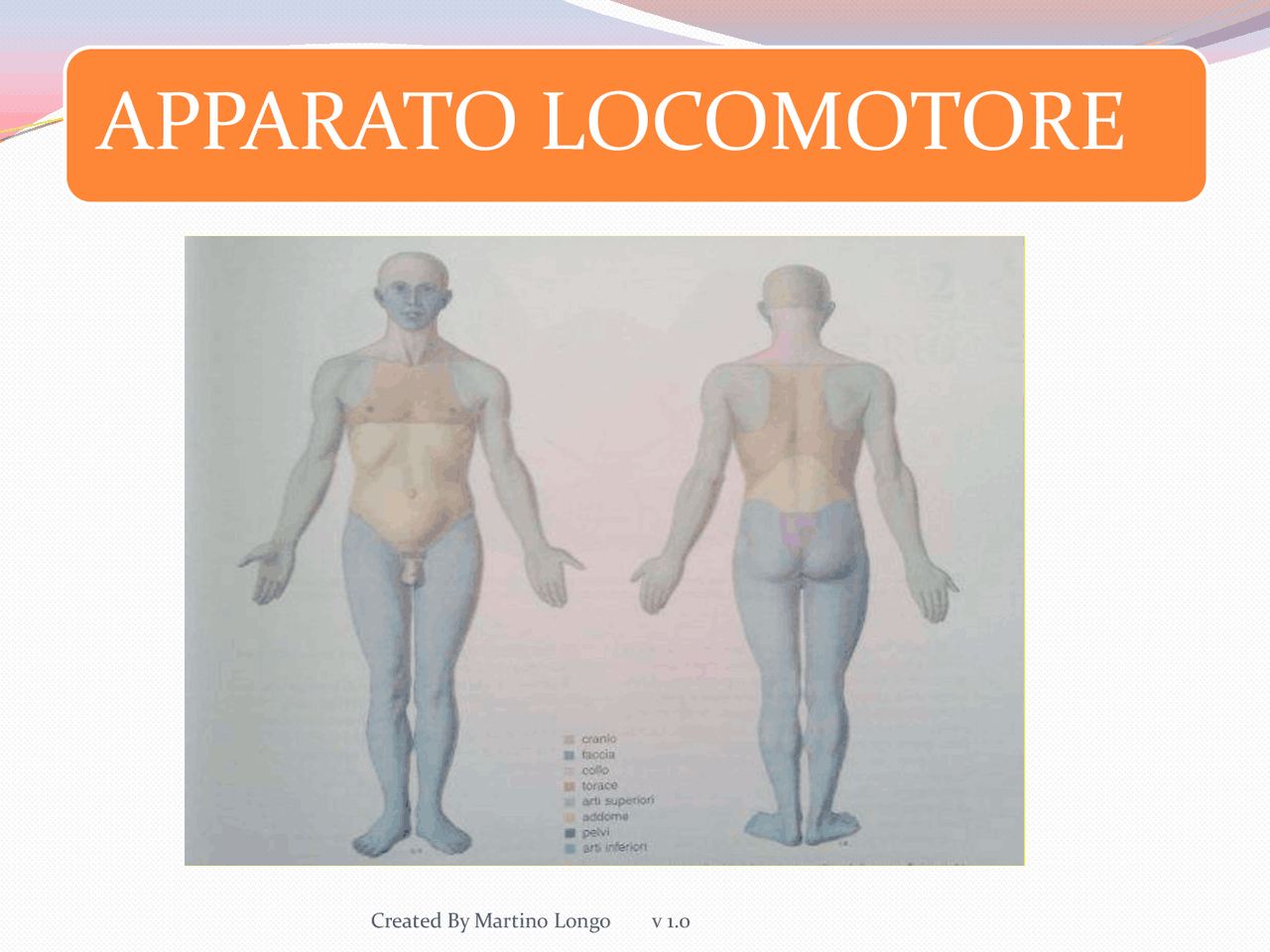 Anatomia Apparato Locomotore Schema Muscoli Docsity