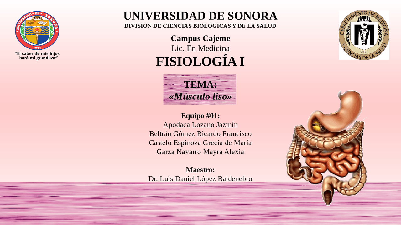 Músculo liso - fisiología | Slides of Physiology | Docsity
