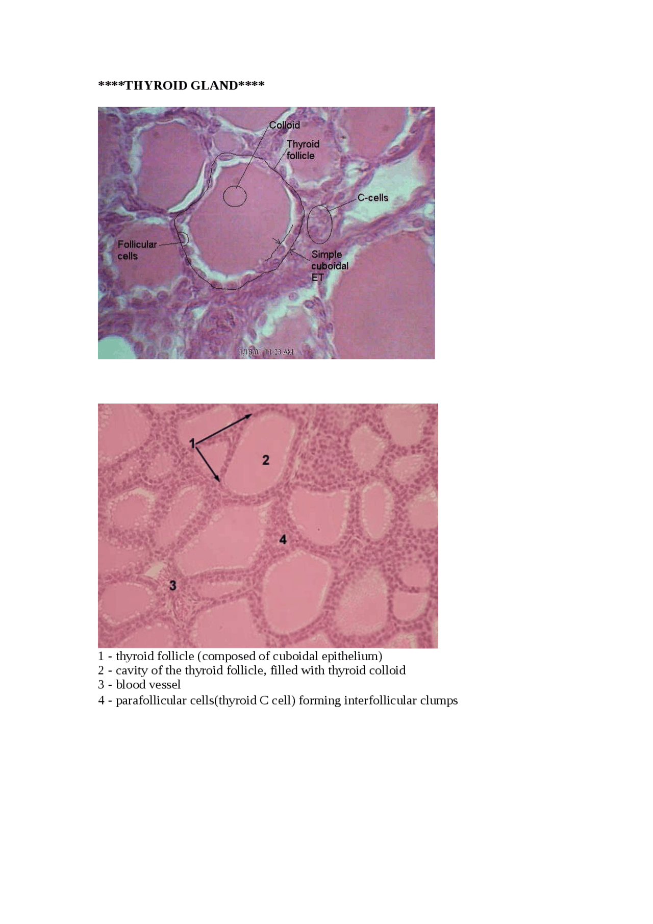 Microanatomy of the thyroid and adrenal glands - Docsity