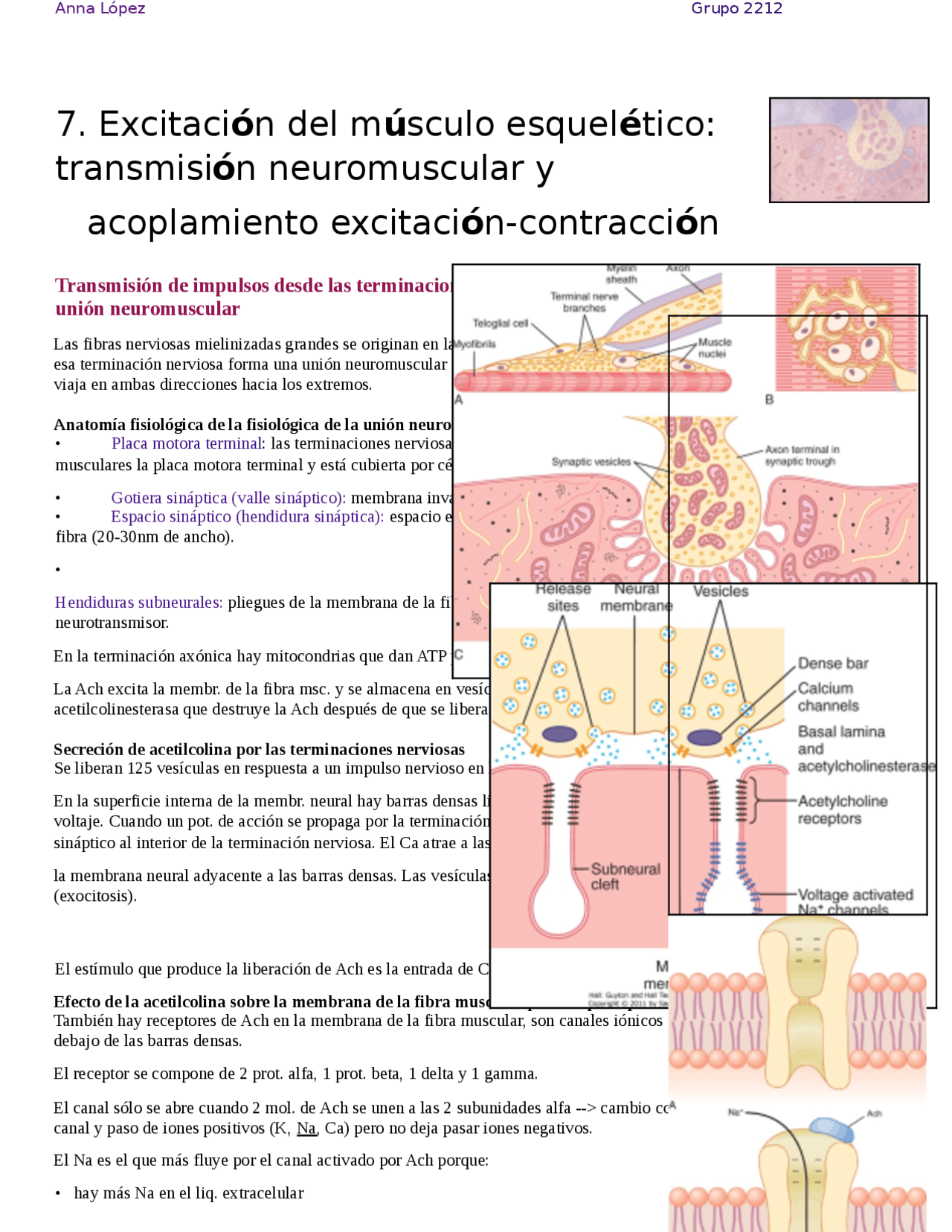 Cap 7 Guyton Resumen Resúmenes De Fisiología Humana Docsity