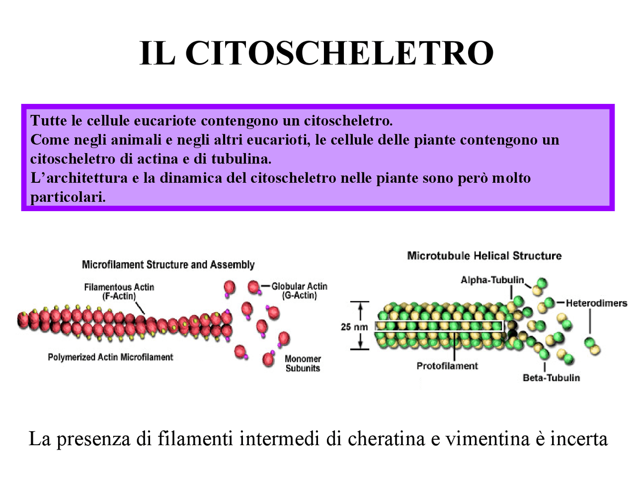 Slide Botanica Generale Citoscheletro Docsity