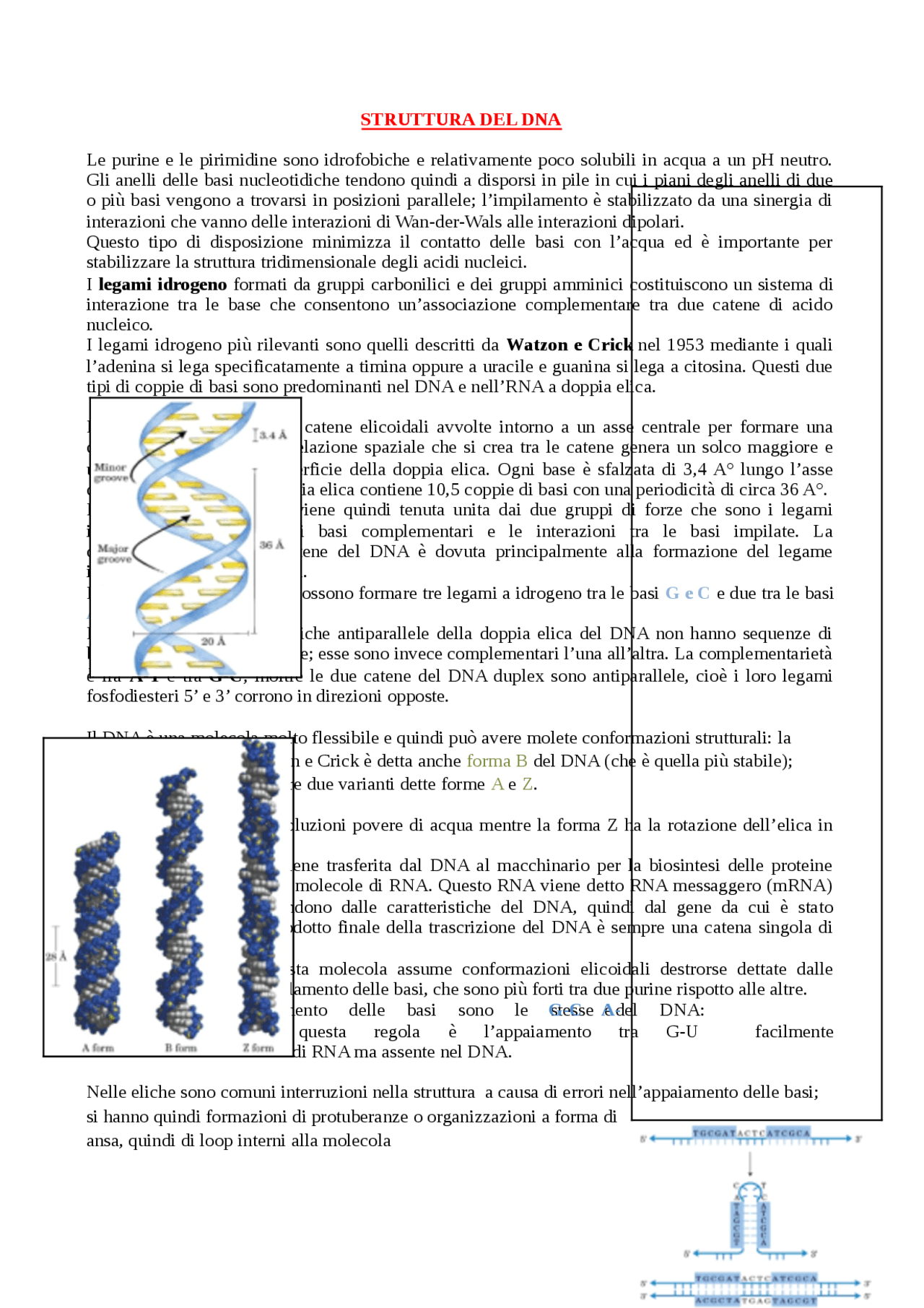 Descrizione della struttura del DNA - Docsity