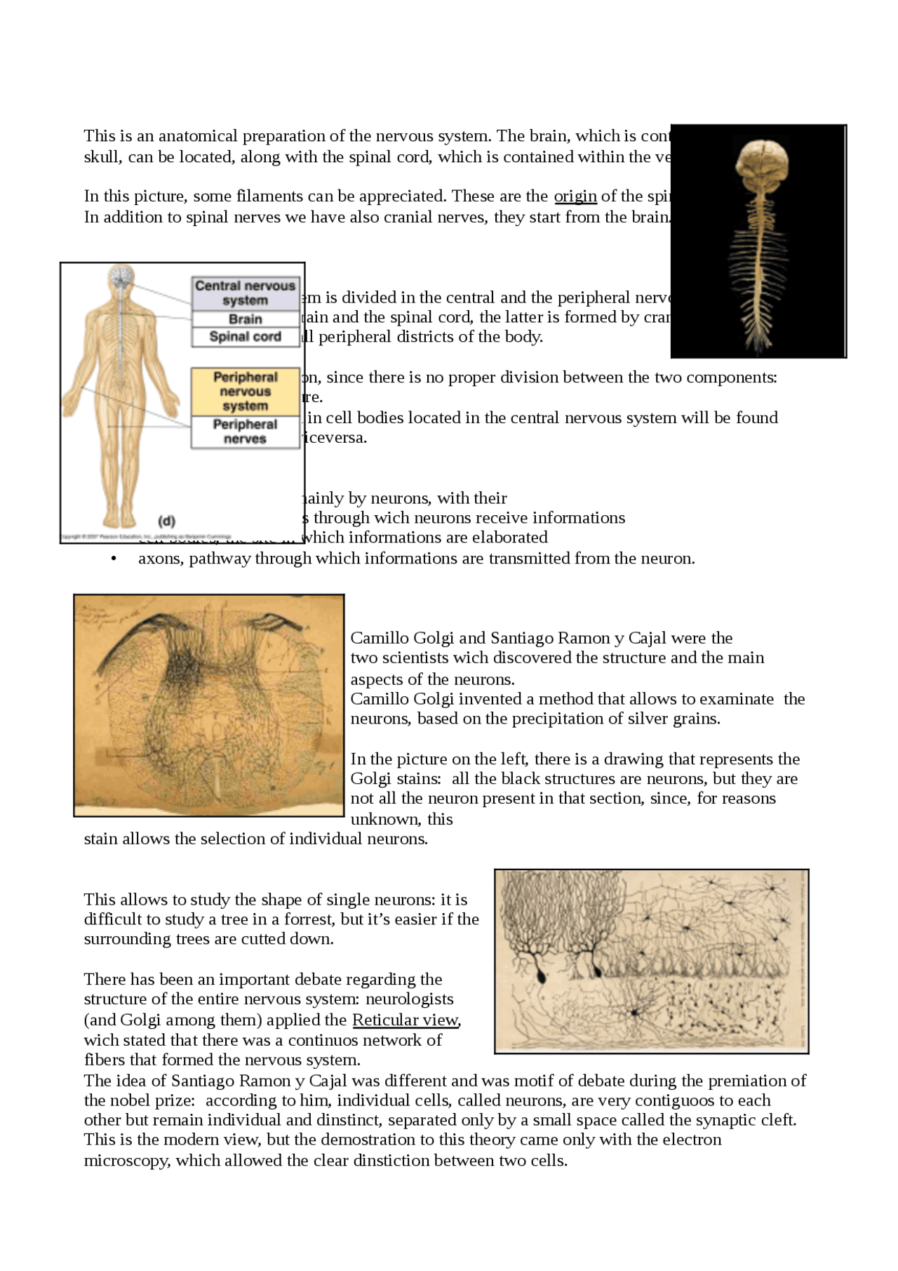 Anatomy: Central nervous system organization - Docsity