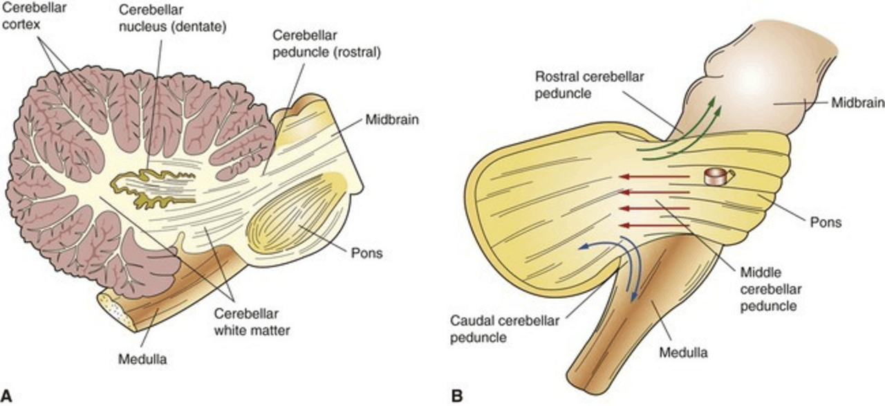 Peduncoli cerebellari - Docsity