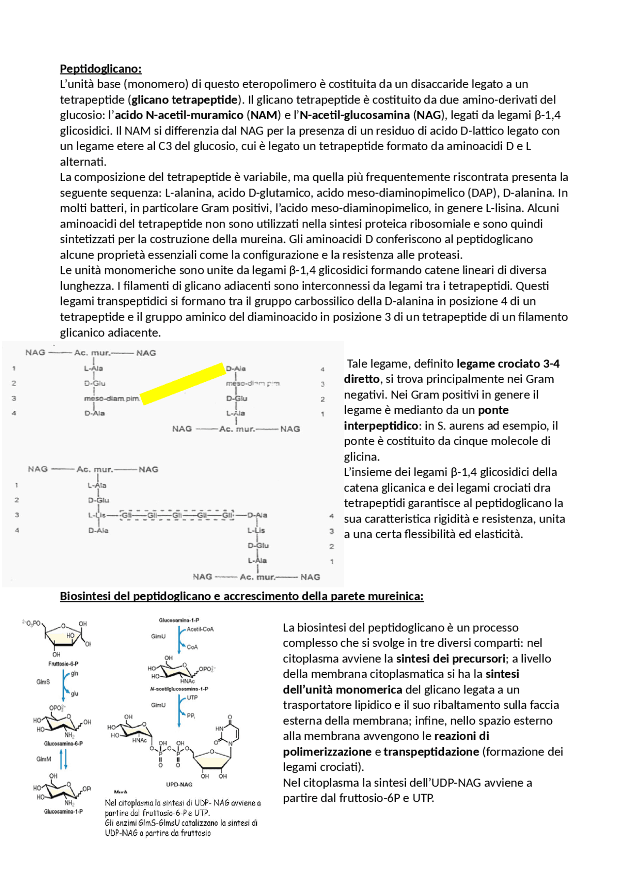 Breve Riassunto Sui Procarioti Sintesi Del Corso Di Microbiologia