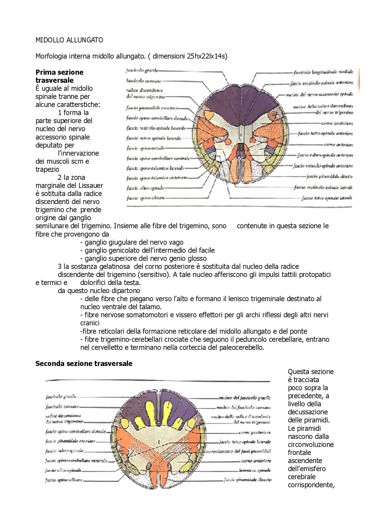 Sezione Trasversale Del Midollo Allungato
