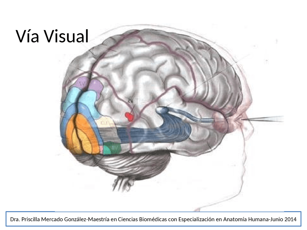 Via visual del ojo y como detectar alguna anomalia - Docsity
