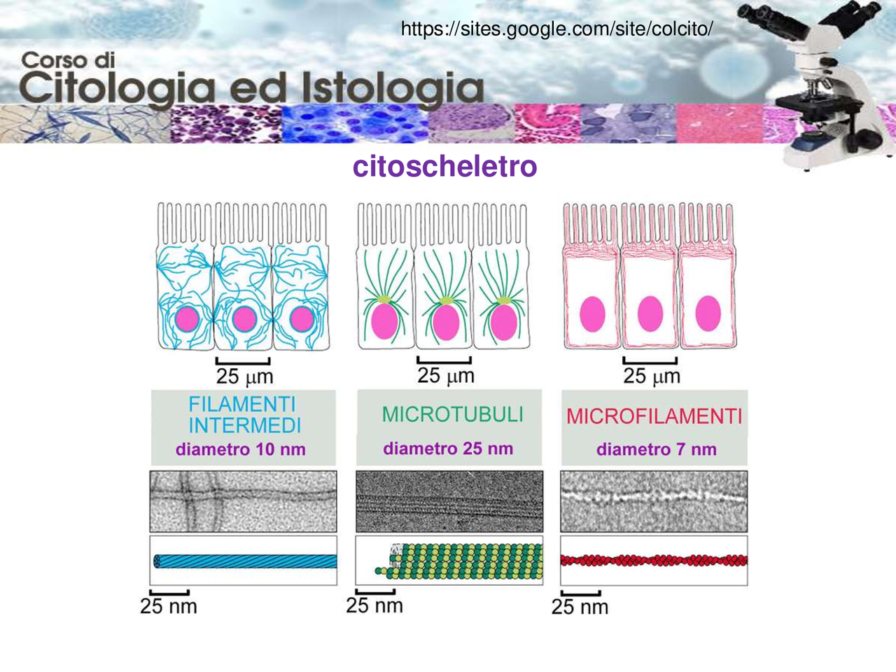 Citoscheletro 1 Colasanti Docsity