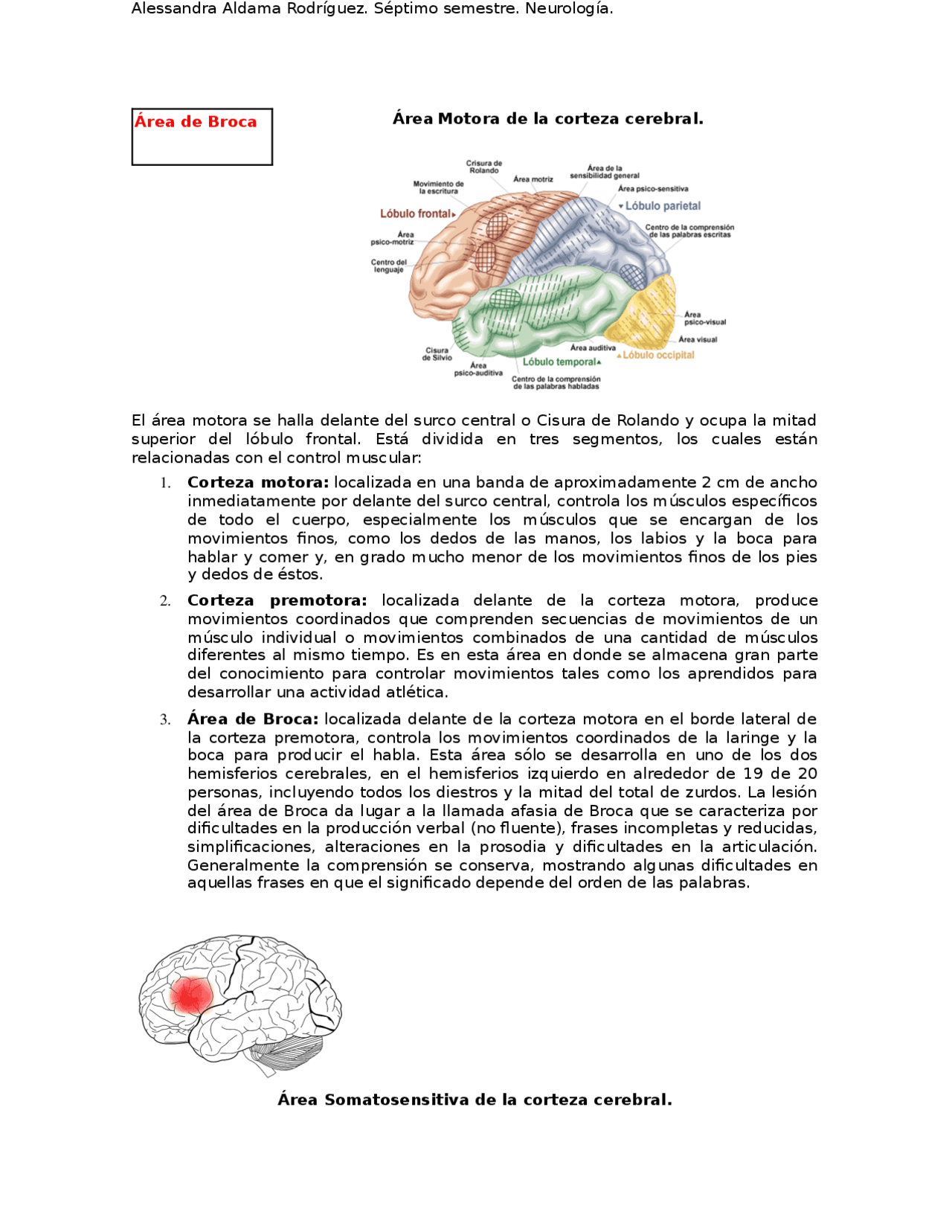 Área Motora y Sensitiva de la corteza cerebral - Docsity