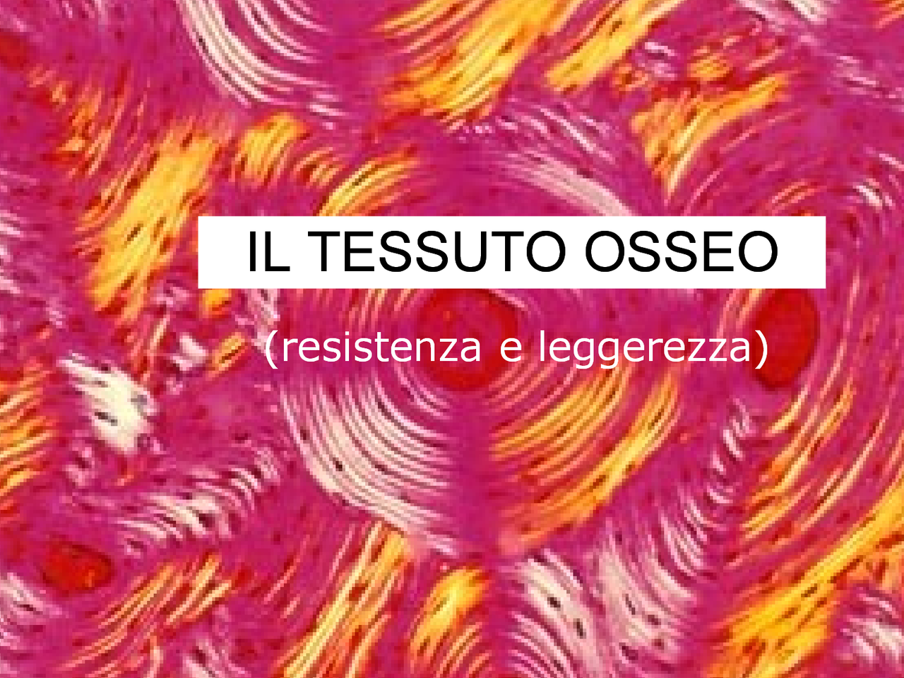 Appunti Su Tessuto Osseo Docsity