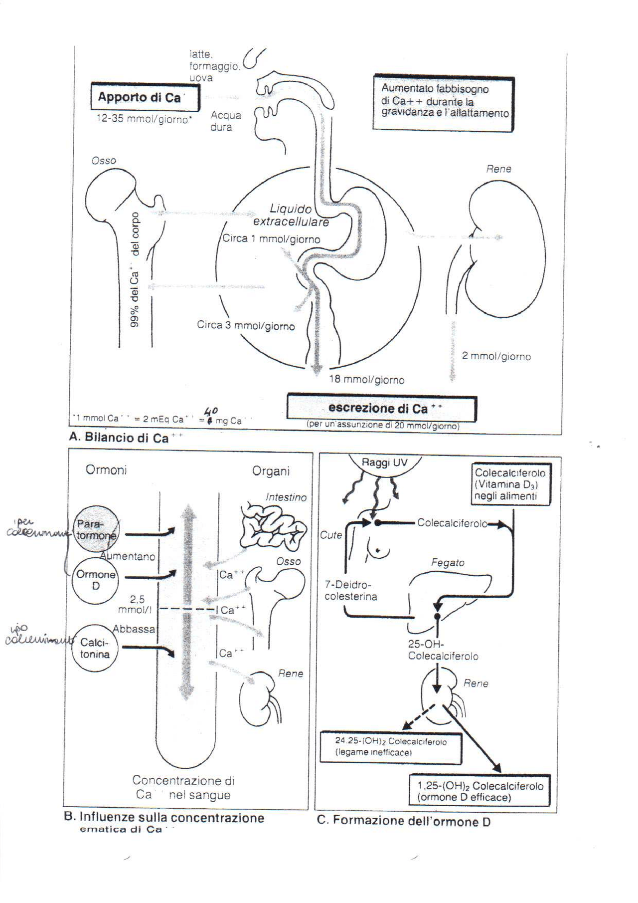 Regolazione del calcio | Schemi e mappe concettuali di Biochimica ...