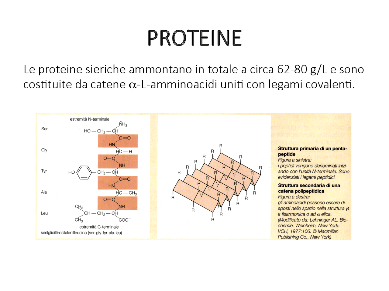 Proteine Biologicabiochimica Docsity