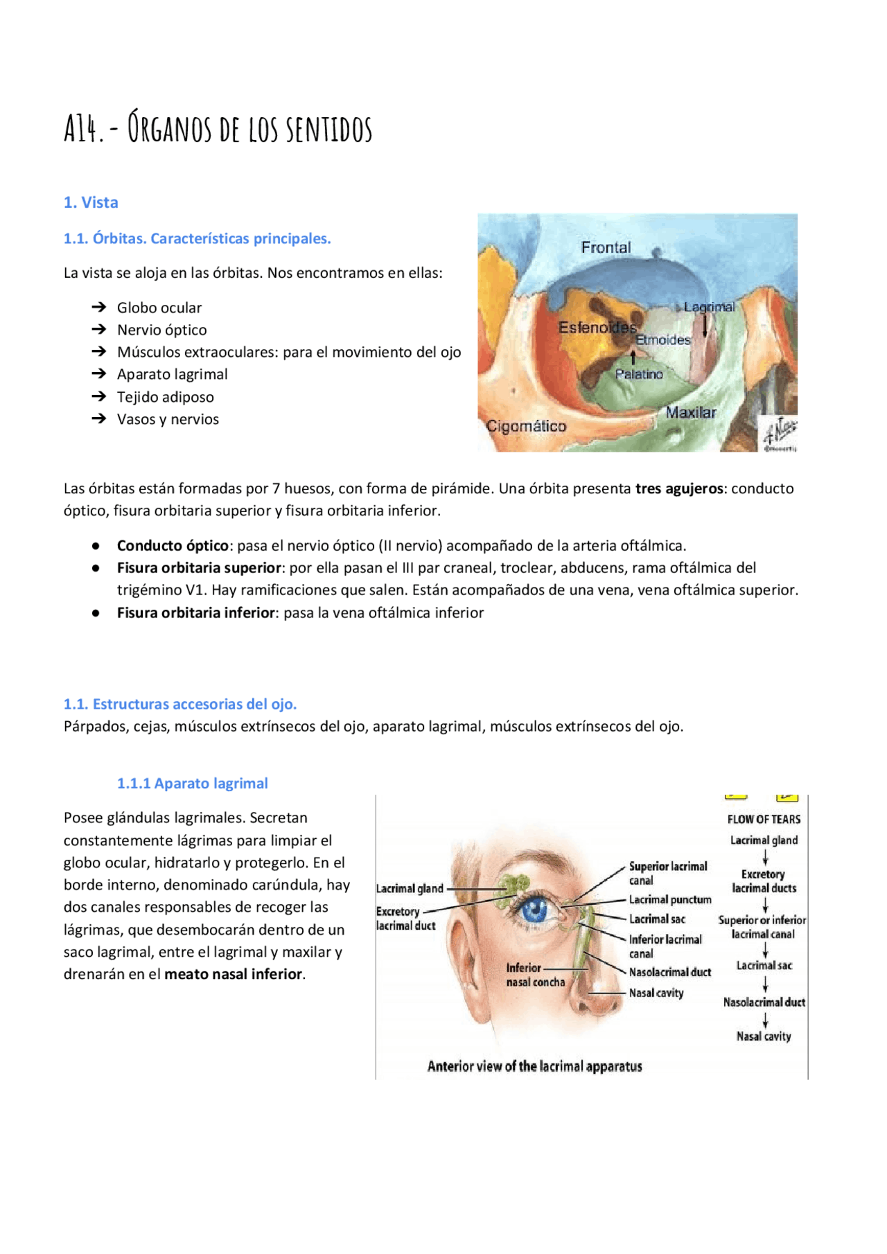 Organos de los sentidos - Docsity