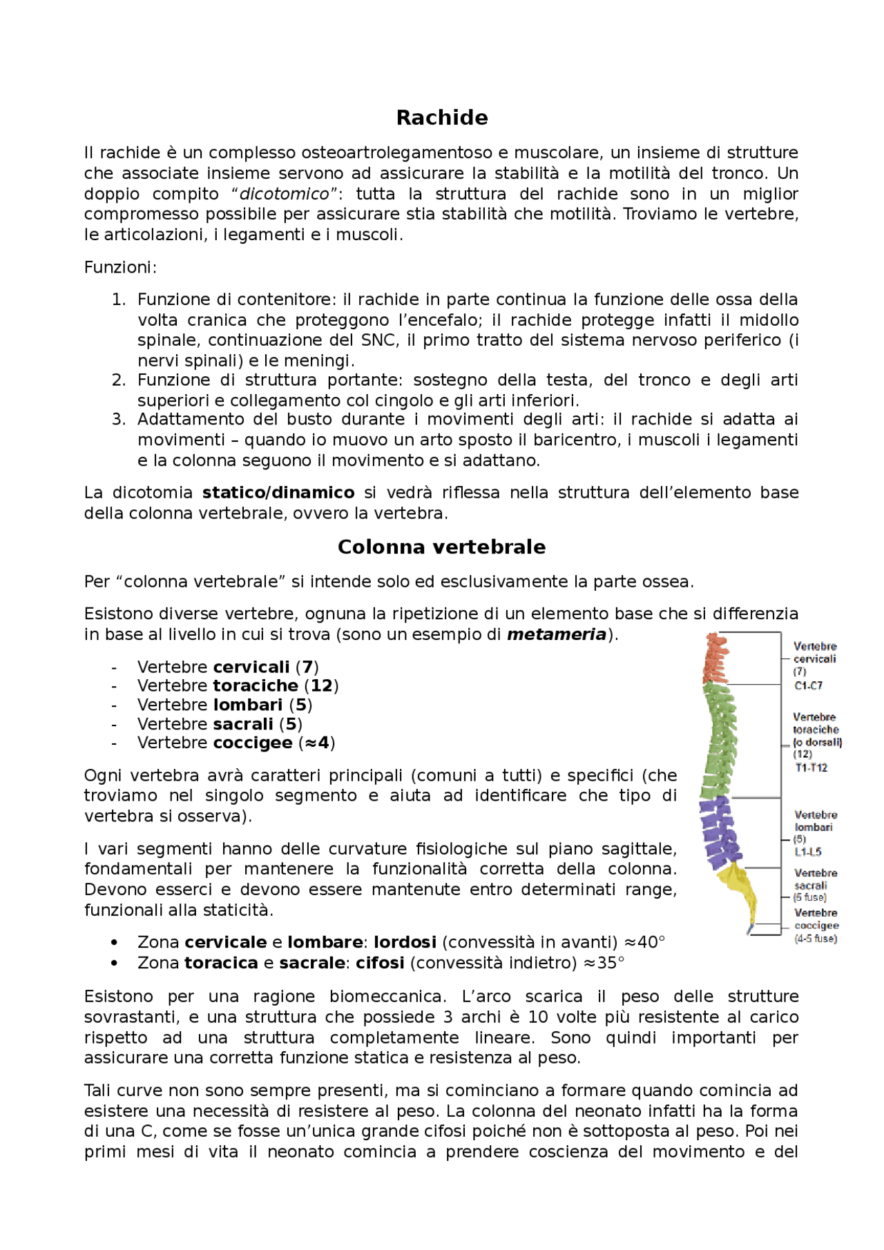 Anatomia della Colonna Vertebrale: Struttura, Funzioni e Articolazioni ...