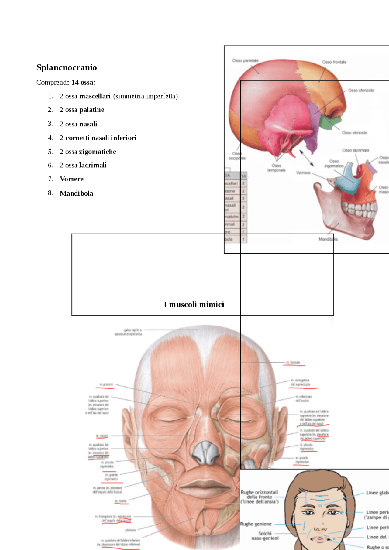 Lo splancnocranio-descrizione - Docsity