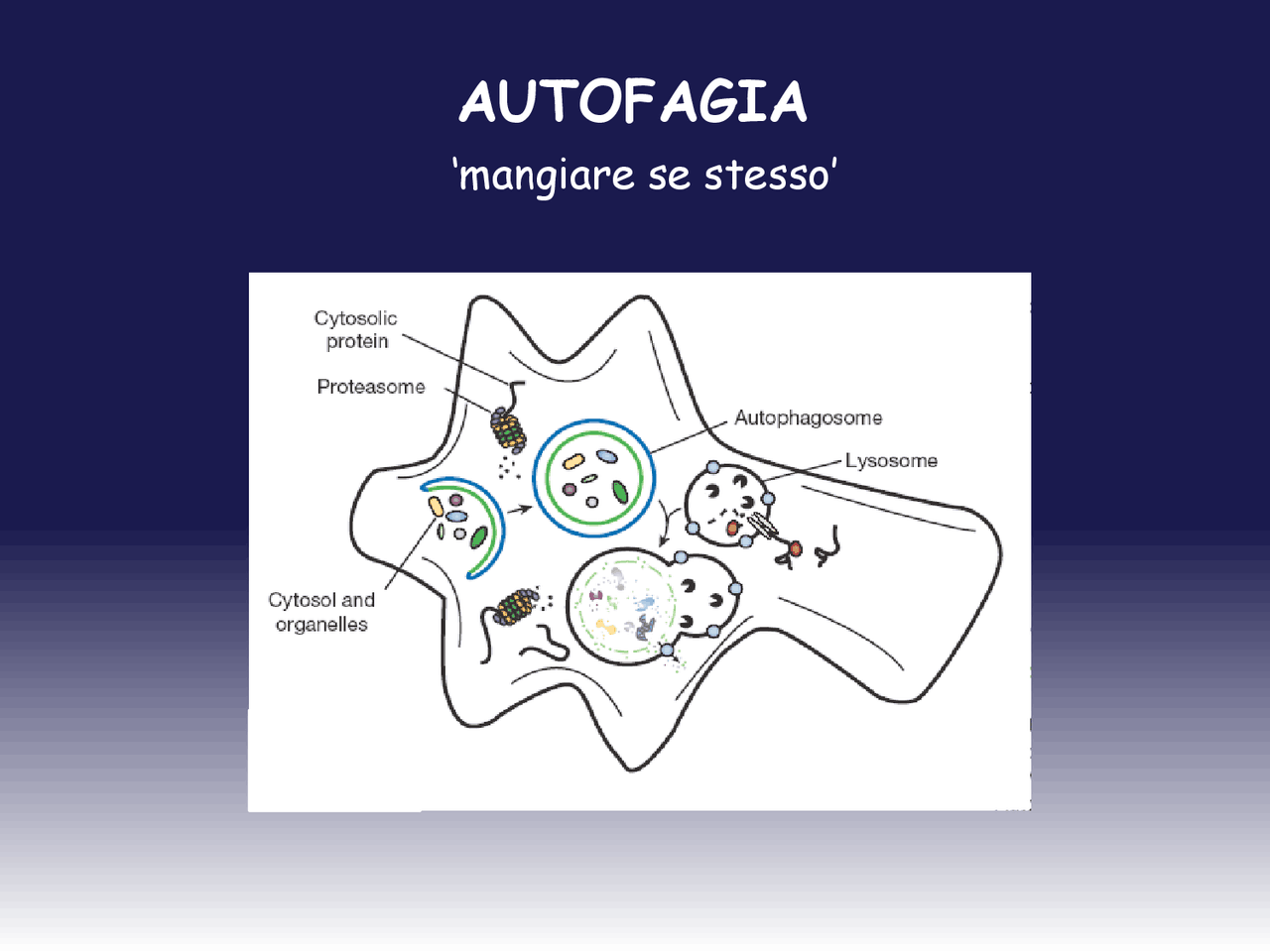 Appunti di biologia relativi all'Autofagia - Docsity