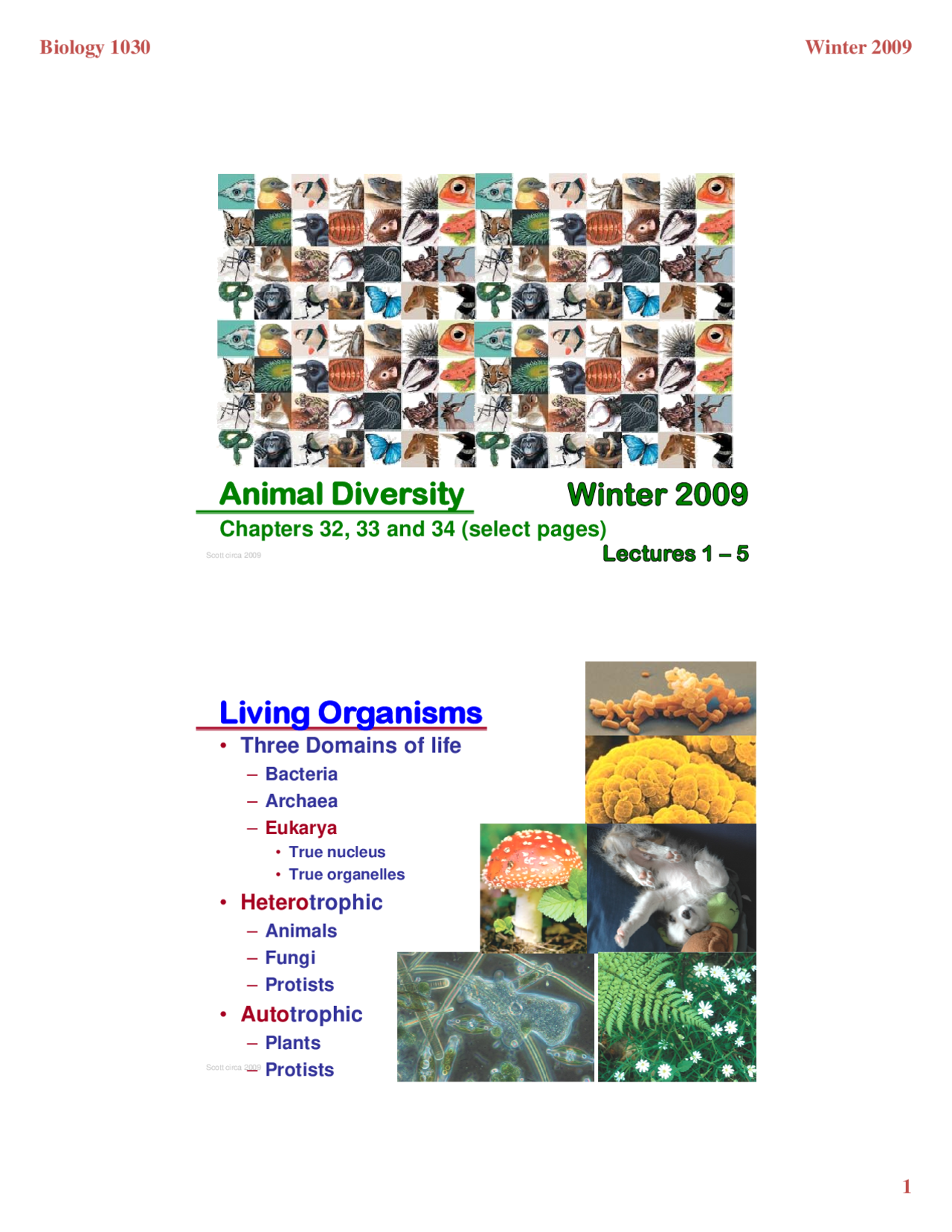 Animal Diversity 09W large format.pdf - Docsity
