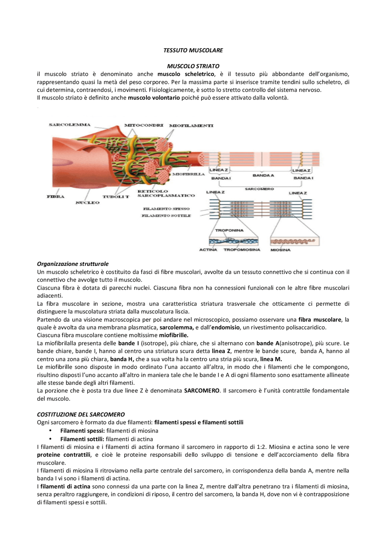 Fisiologia Del Tessuto Muscolare Docsity