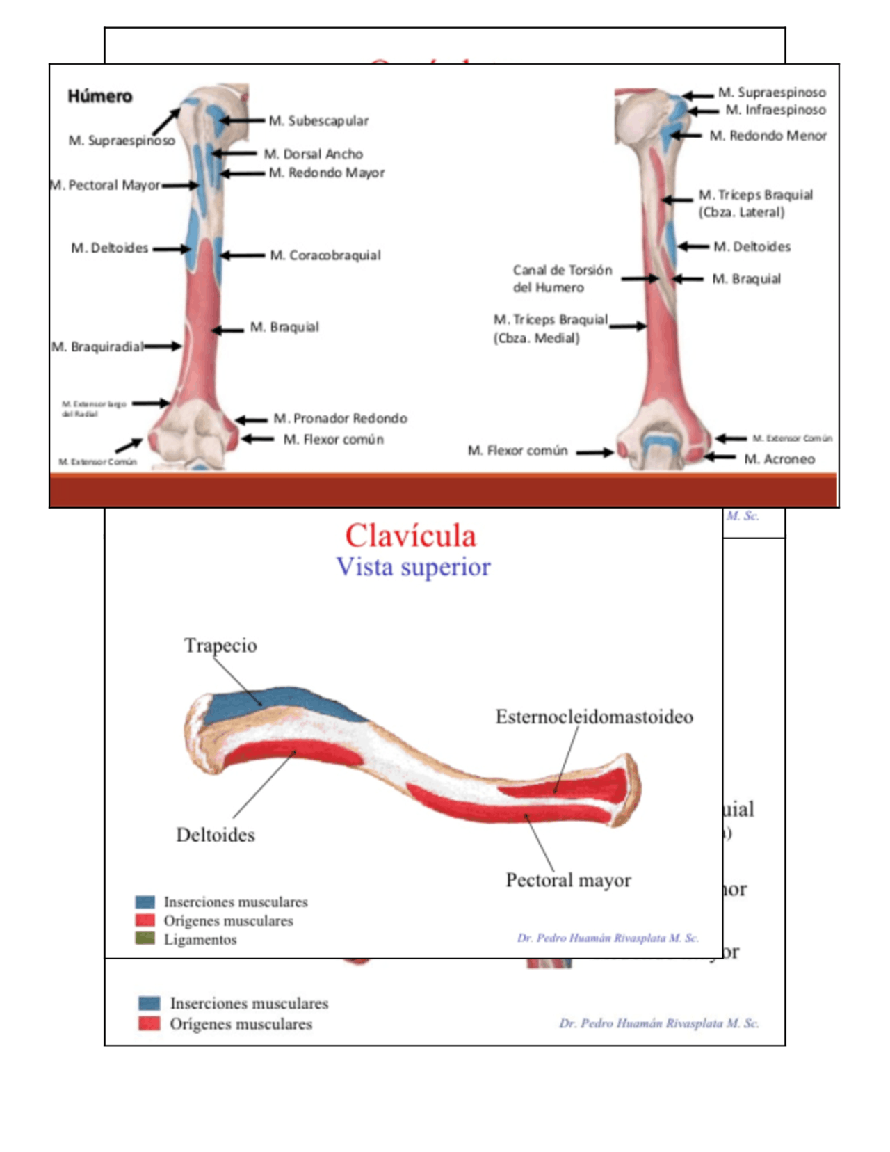 Inserciones Musculares Del Húmero