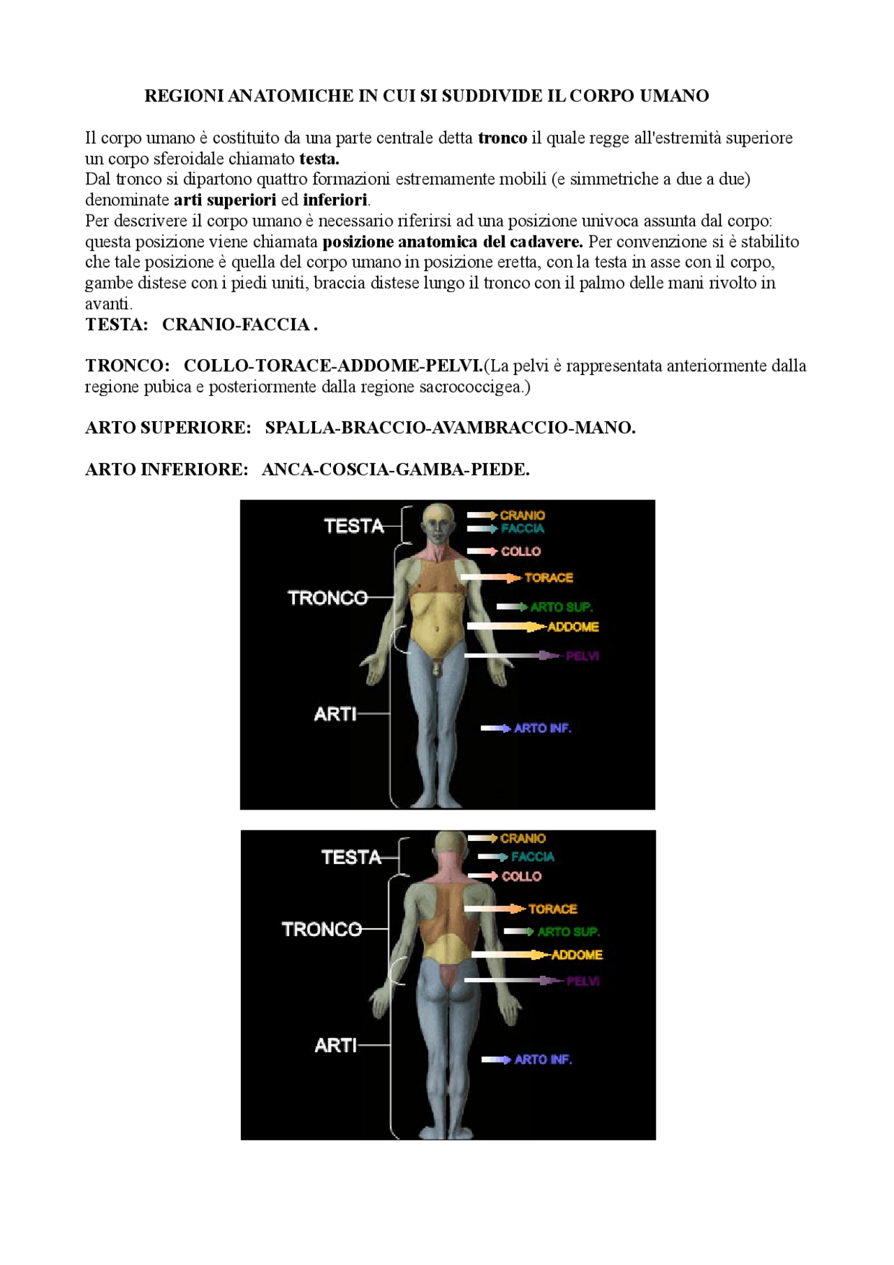 REGIONI ANATOMICHE IN CUI SI SUDDIVIDE IL CORPO UMANO - Docsity