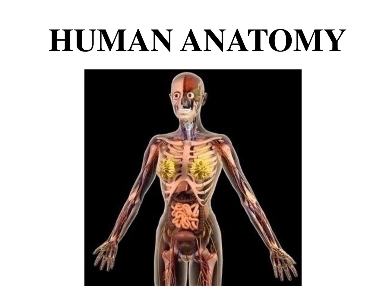 Intruduzione all'anatomia - Docsity