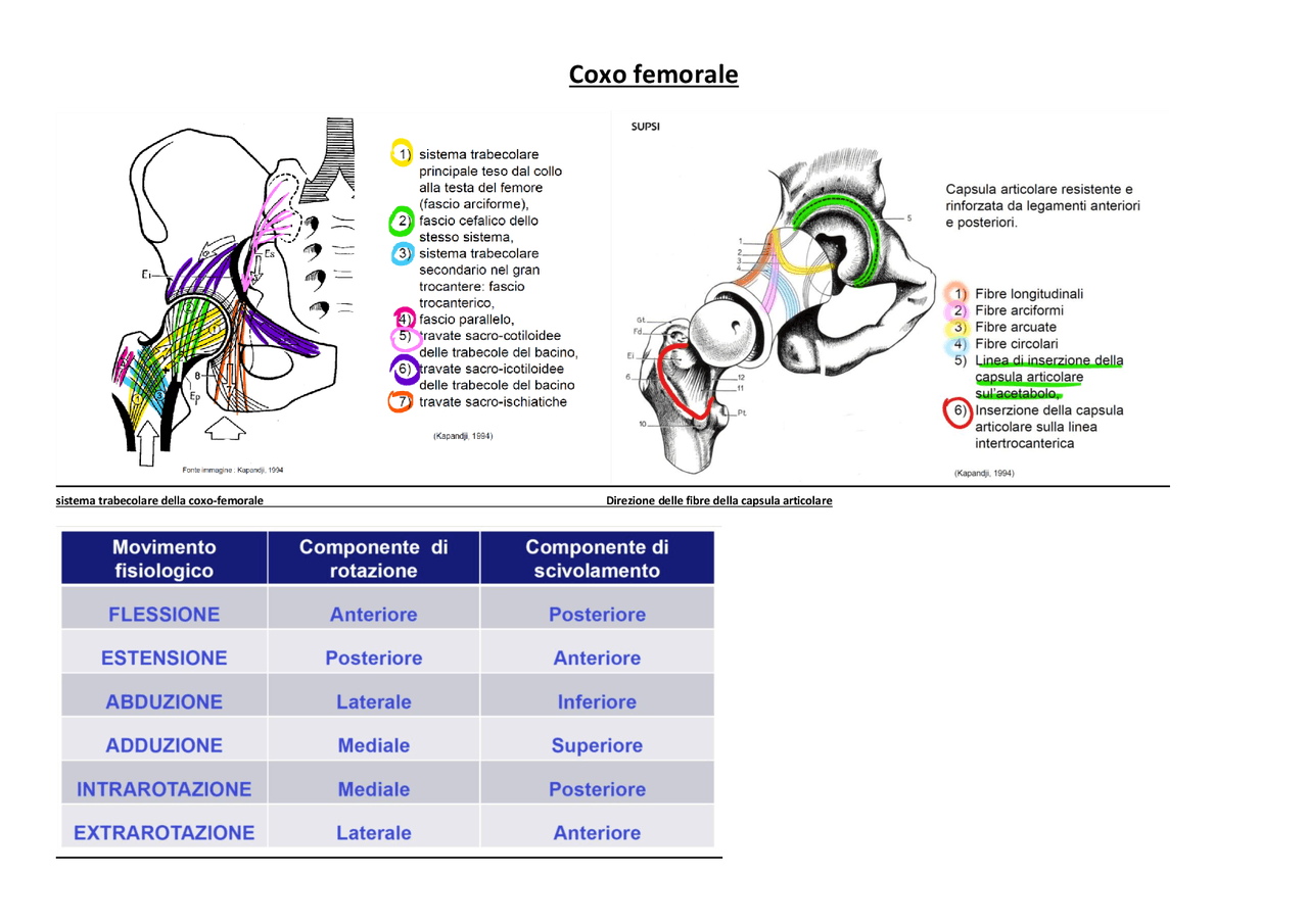 Anatomia e fisiologia coxo femorale - Docsity