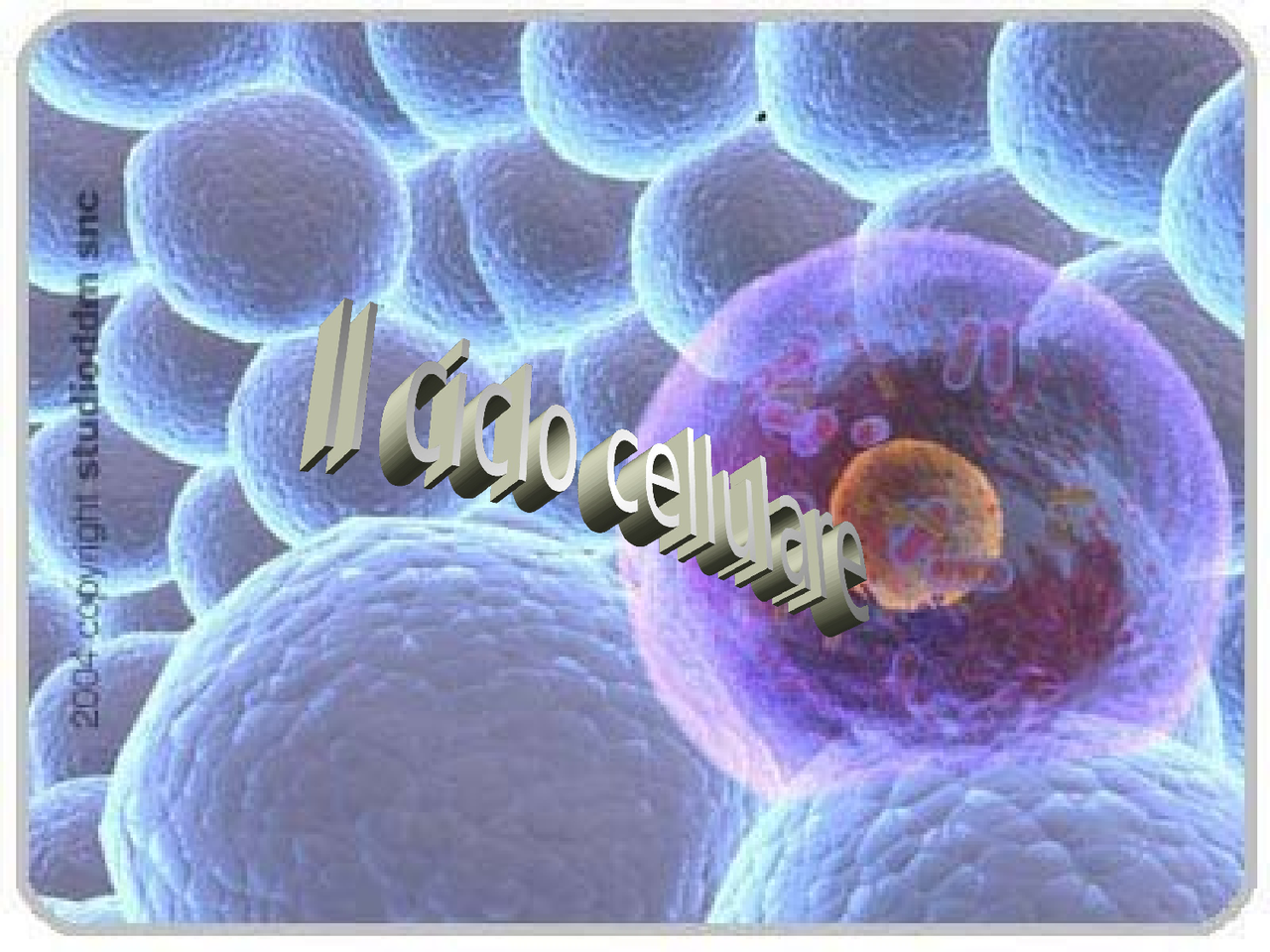 Slides Sul Ciclo Cellulare Docsity