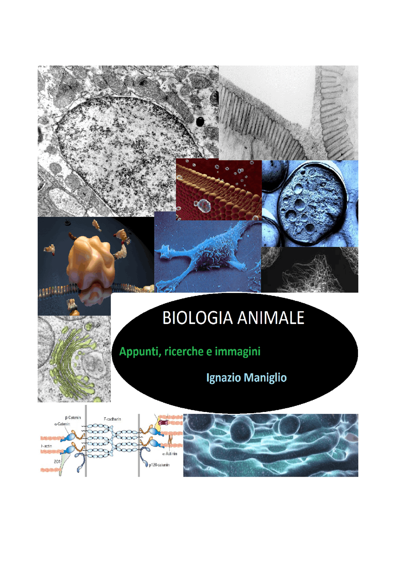 Biologia animale e anatomia umana - cellula animale - Docsity