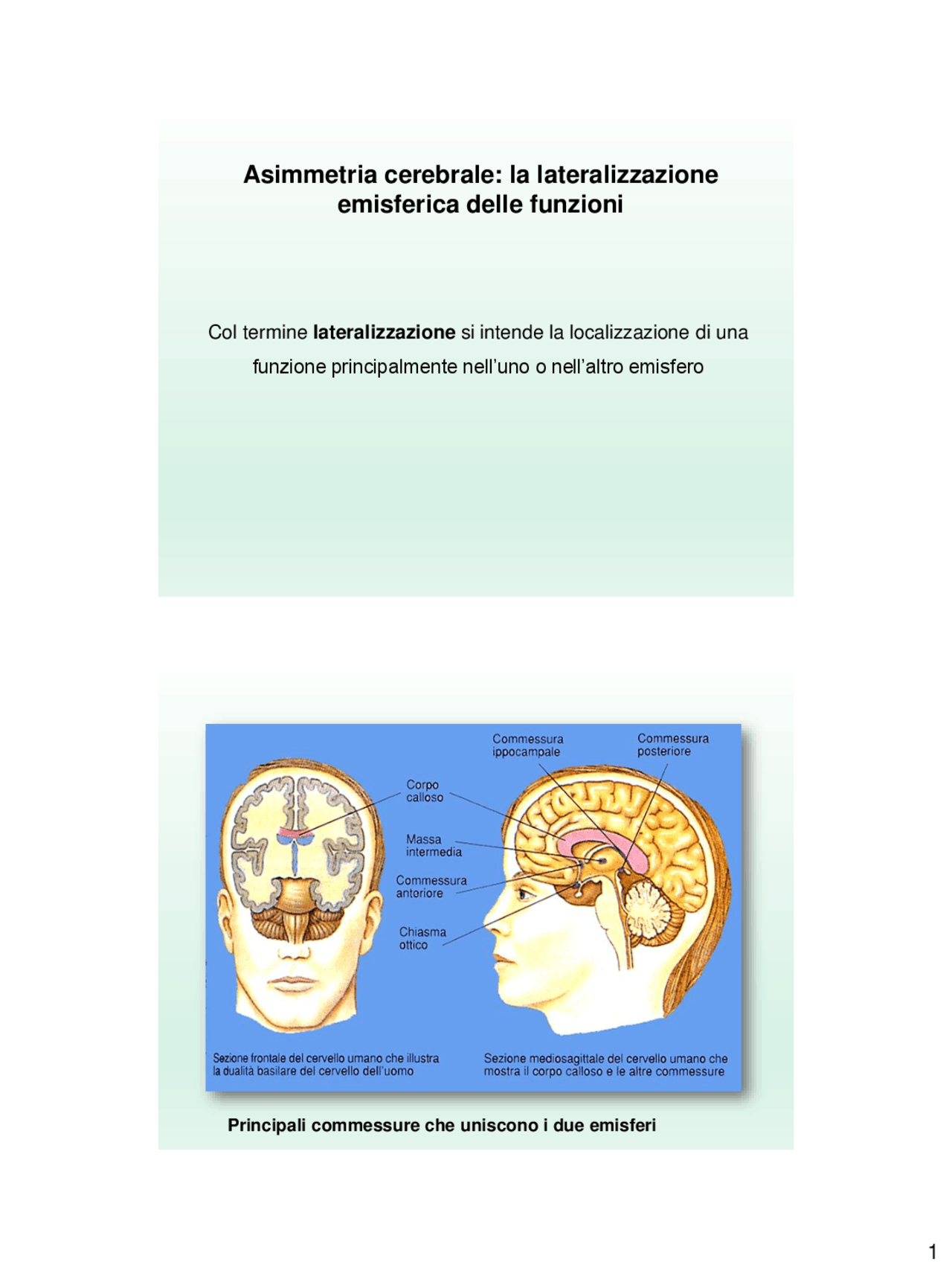 Fondamenti Anatomo Fisiologici Docsity
