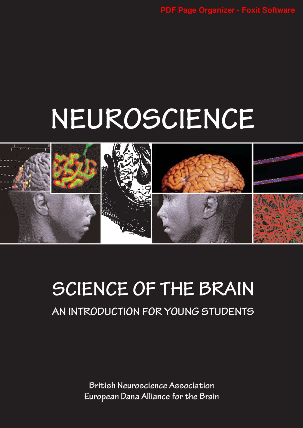 Neuroscience Of The Brain Docsity