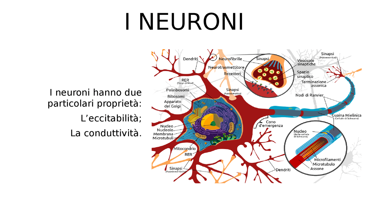 Il sistema nervoso (neuroni) | Guide, Progetti e Ricerche di Anatomia ...