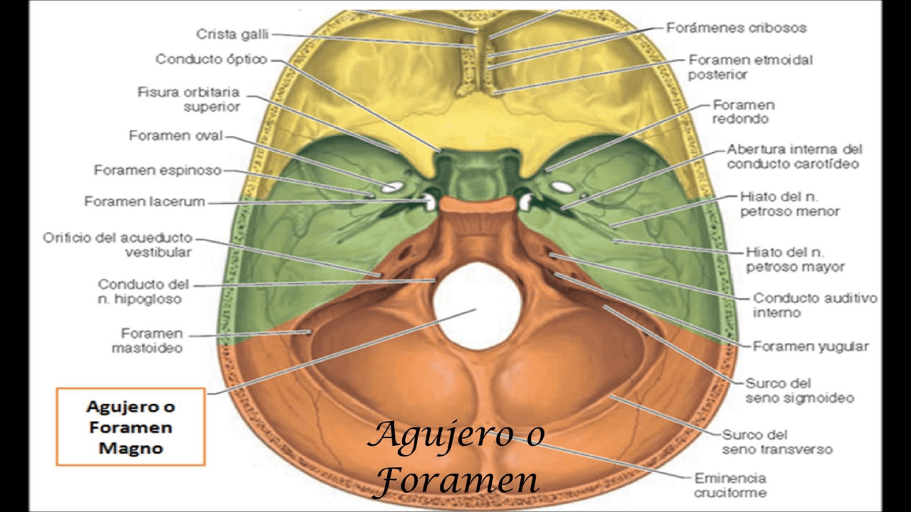 Endobase del craneo de la cabeza | Diapositivas de Anatomía - Docsity