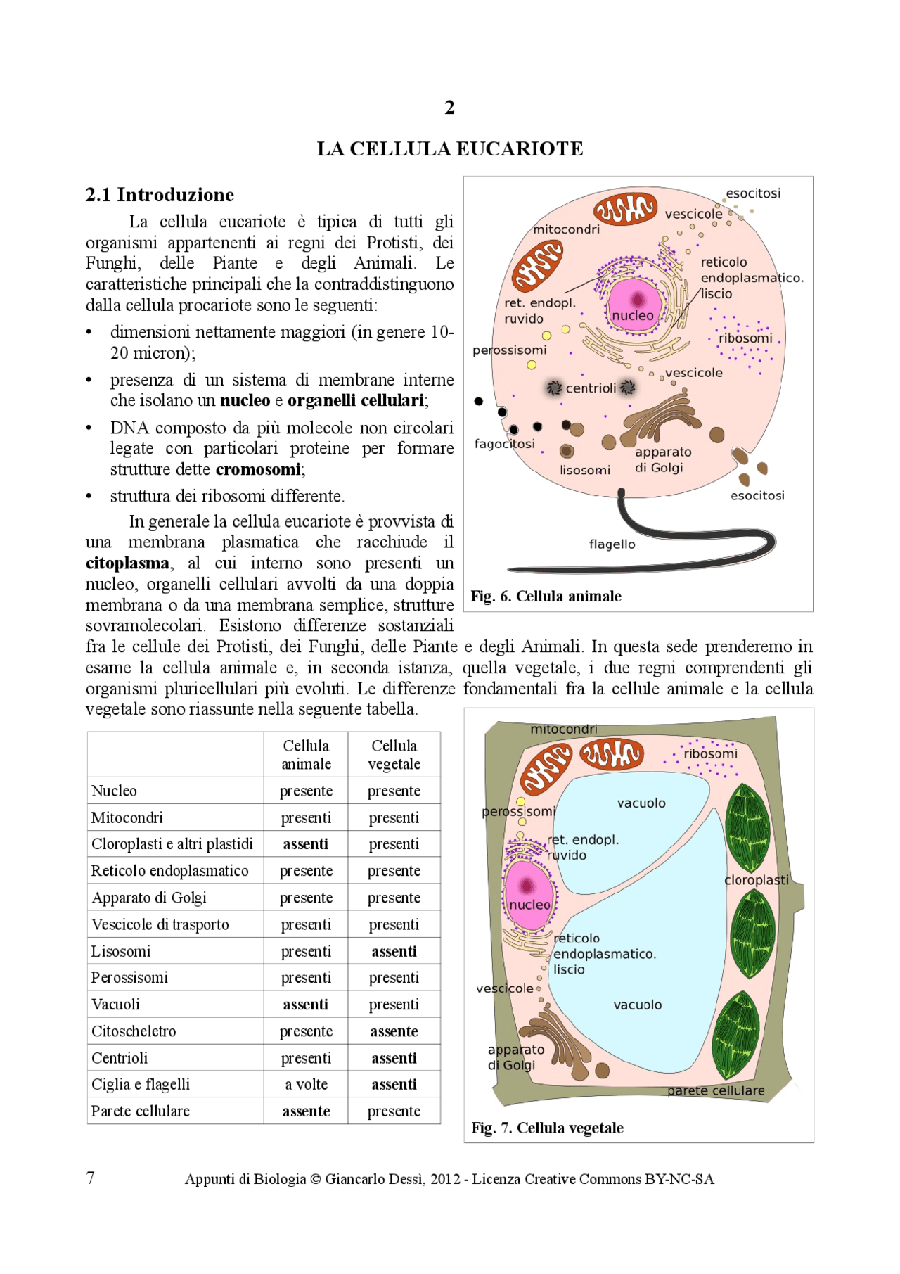 Cellule Eucariote Cellule Docsity