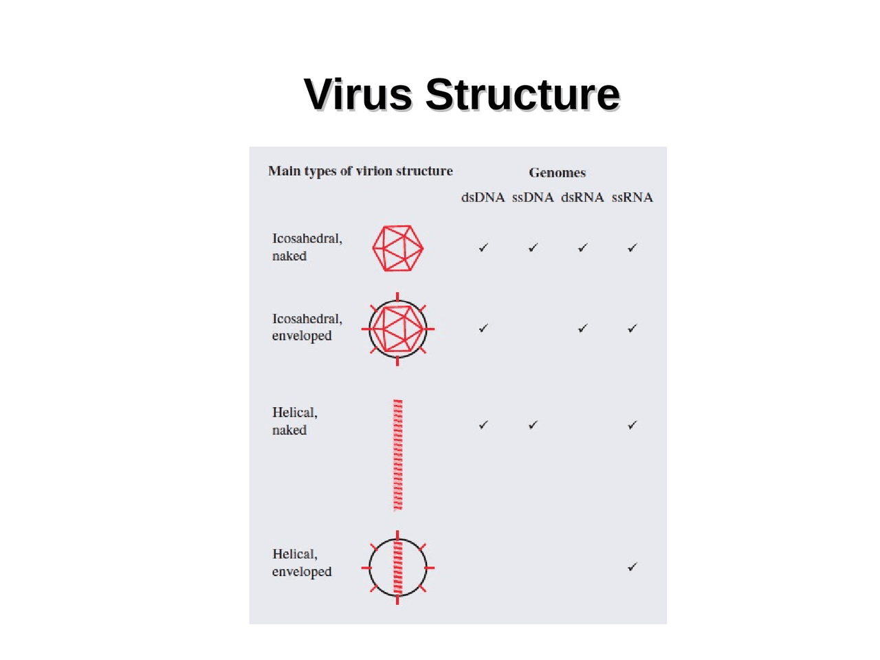 Viruses Structures General Virology Lecture Slides Mic 430 Docsity