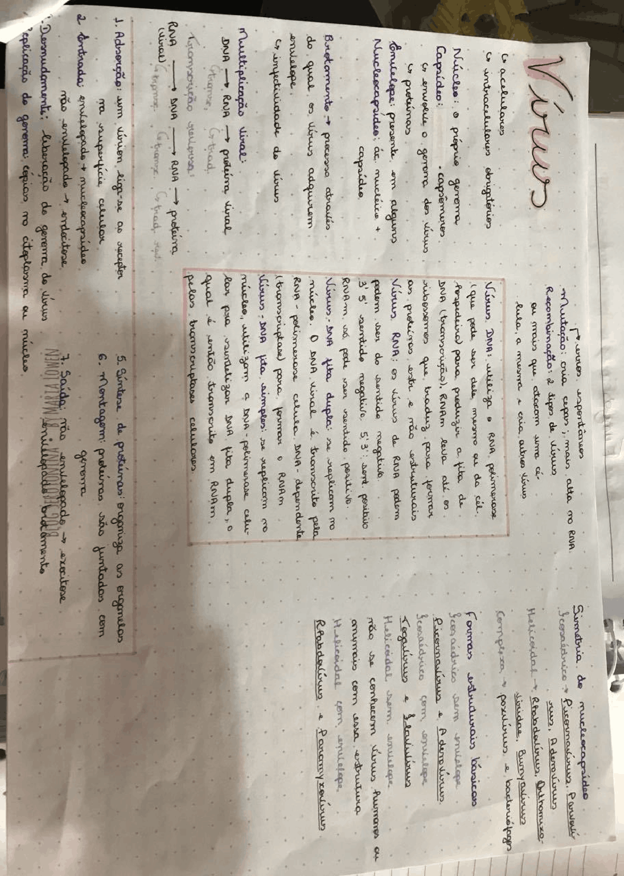 Vírus Microbiologia Docsity