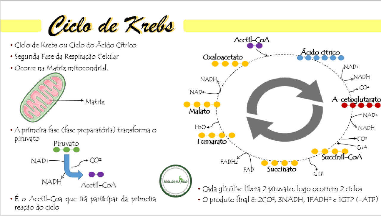 Resumo Sobre O Ciclo De Krebs Resumos Biologia Docsity